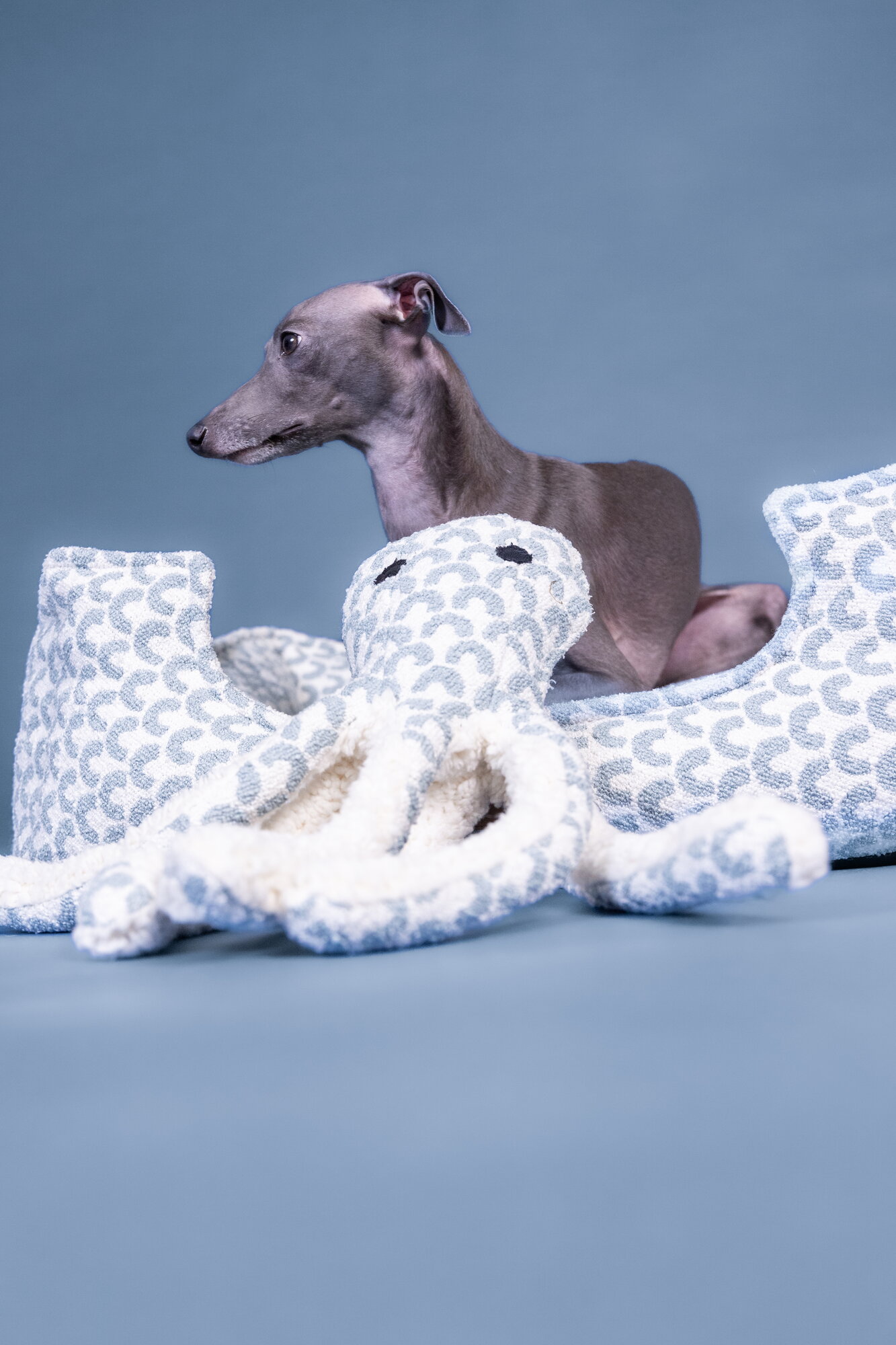 PAIKKA Octopus dog toy, S, blue | Finnish Design Shop