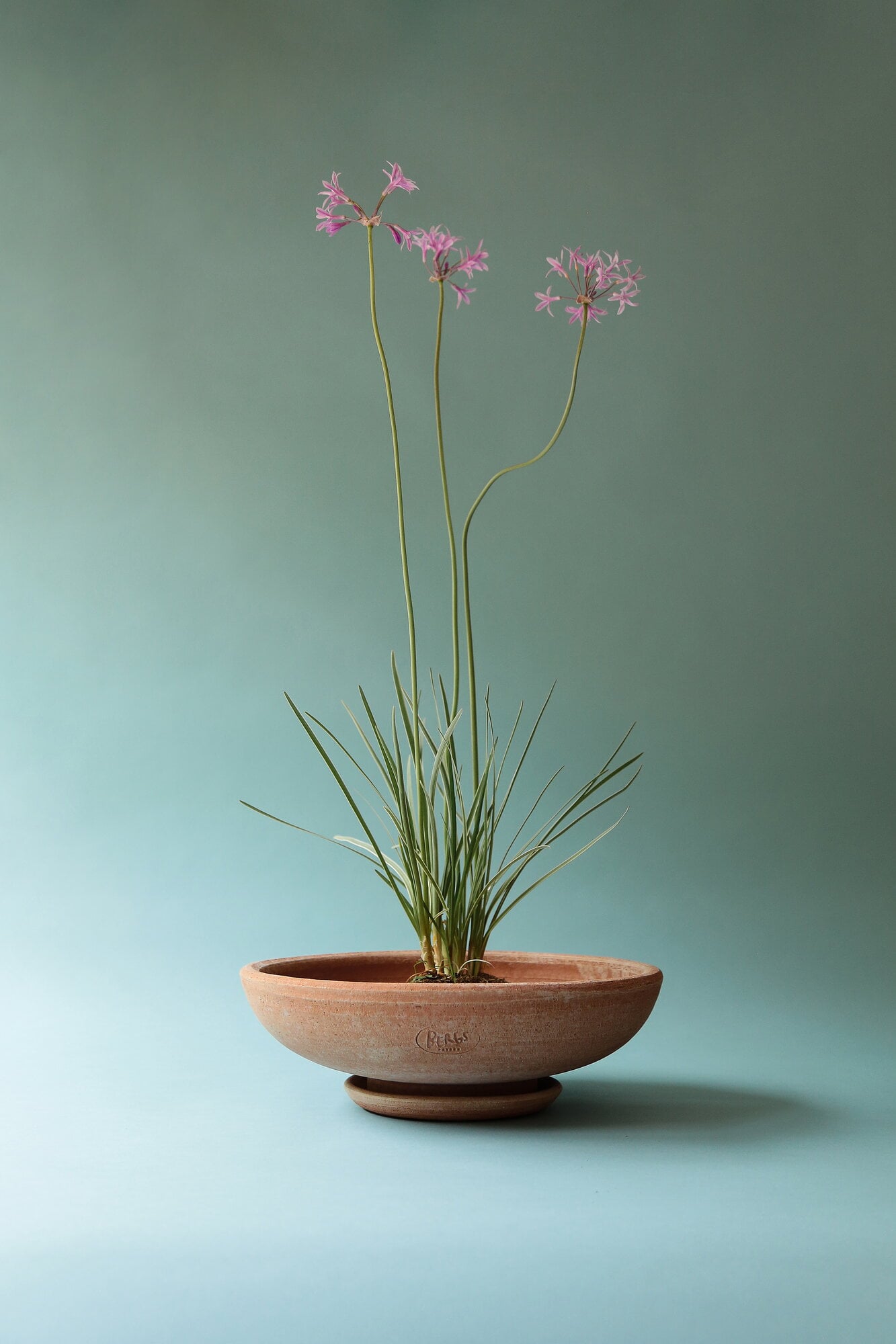 Bergs Potter Ada low flowerpot with saucer, raw rosa | Finnish Design Shop