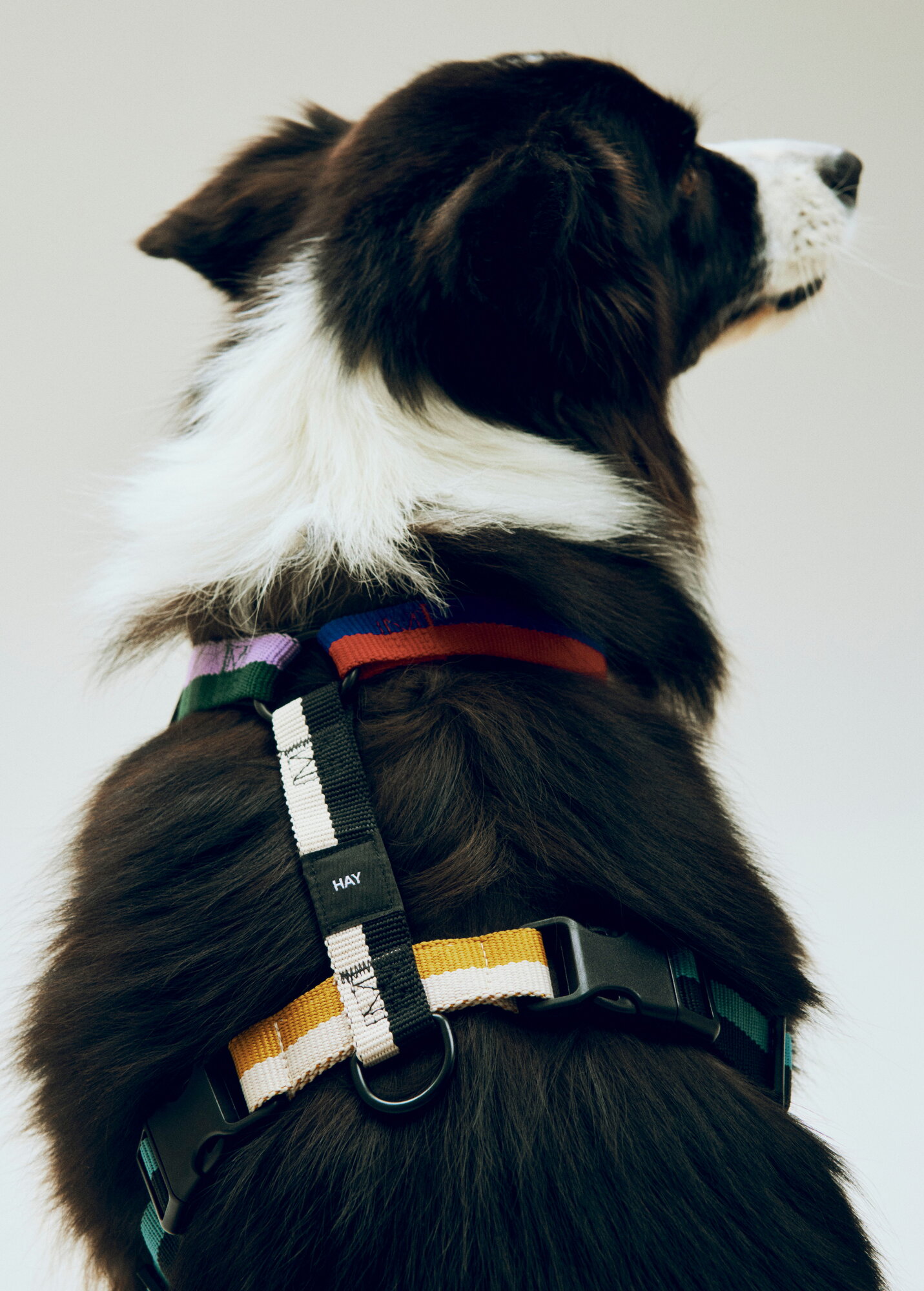 HAY Dogs harness, M, multicolour | Finnish Design Shop UK