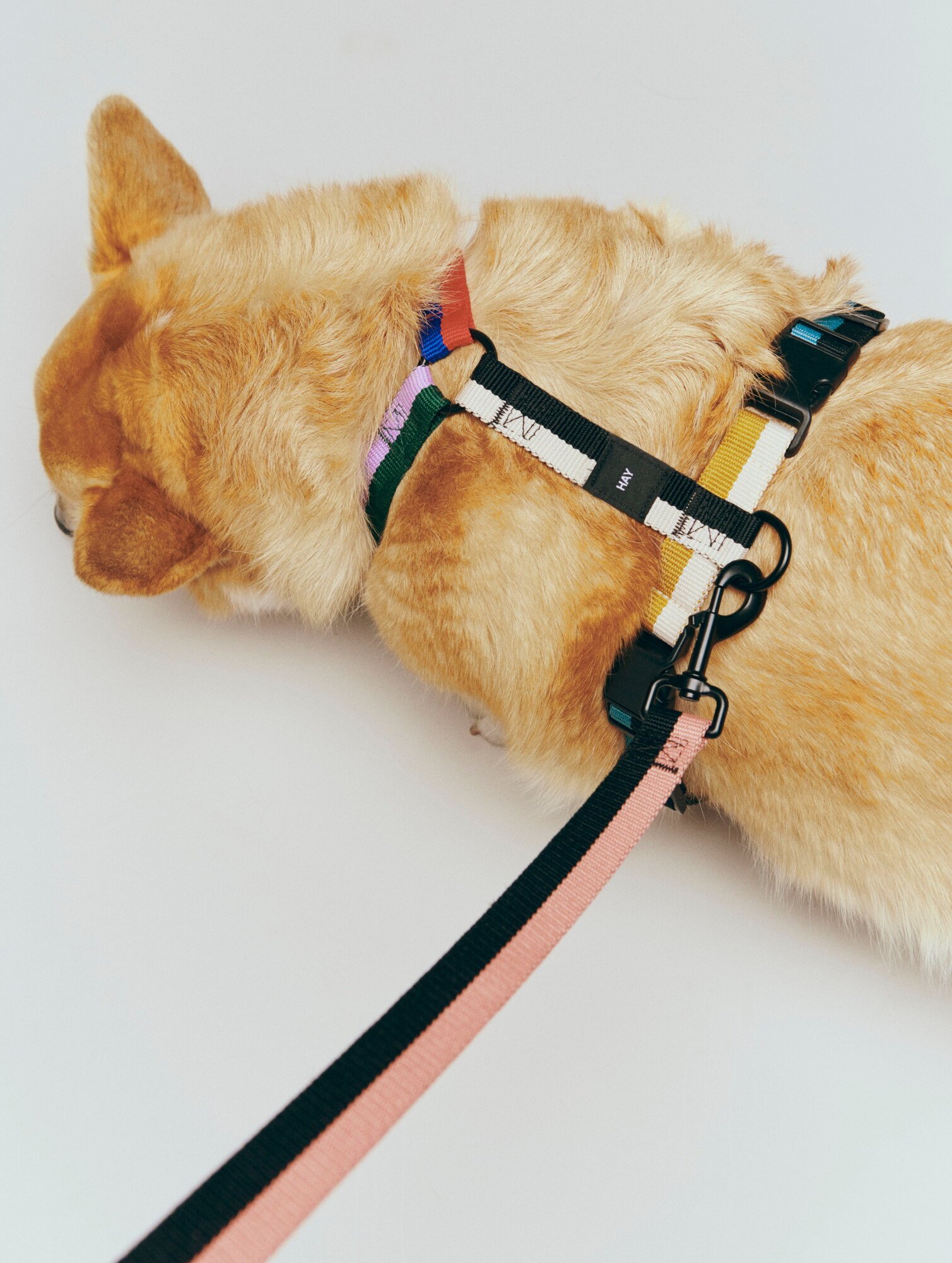 HAY Dogs harness, M, multicolour | Finnish Design Shop