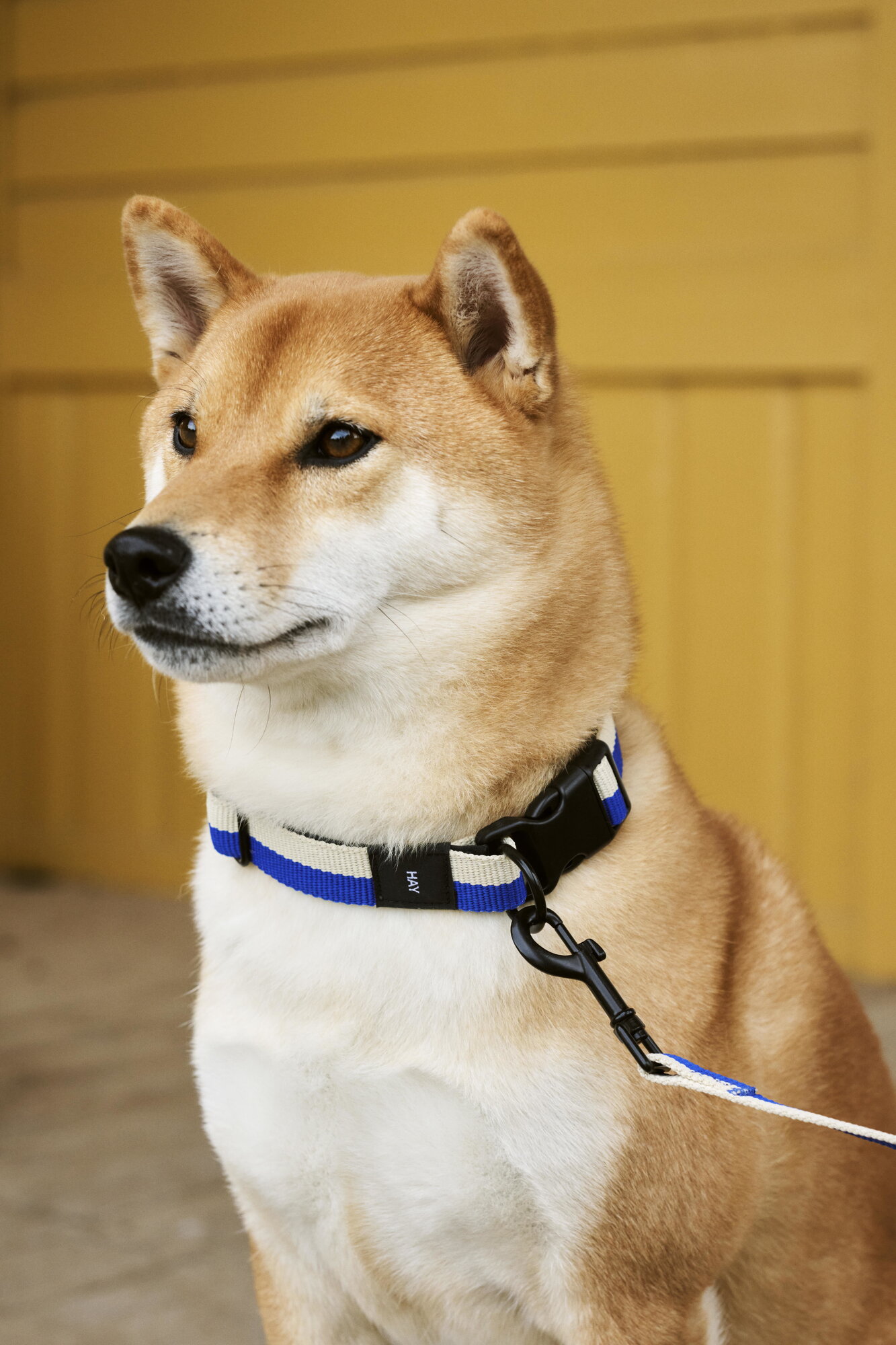 HAY Dogs leash, flat, M-L, blue - off-white | Finnish Design Shop
