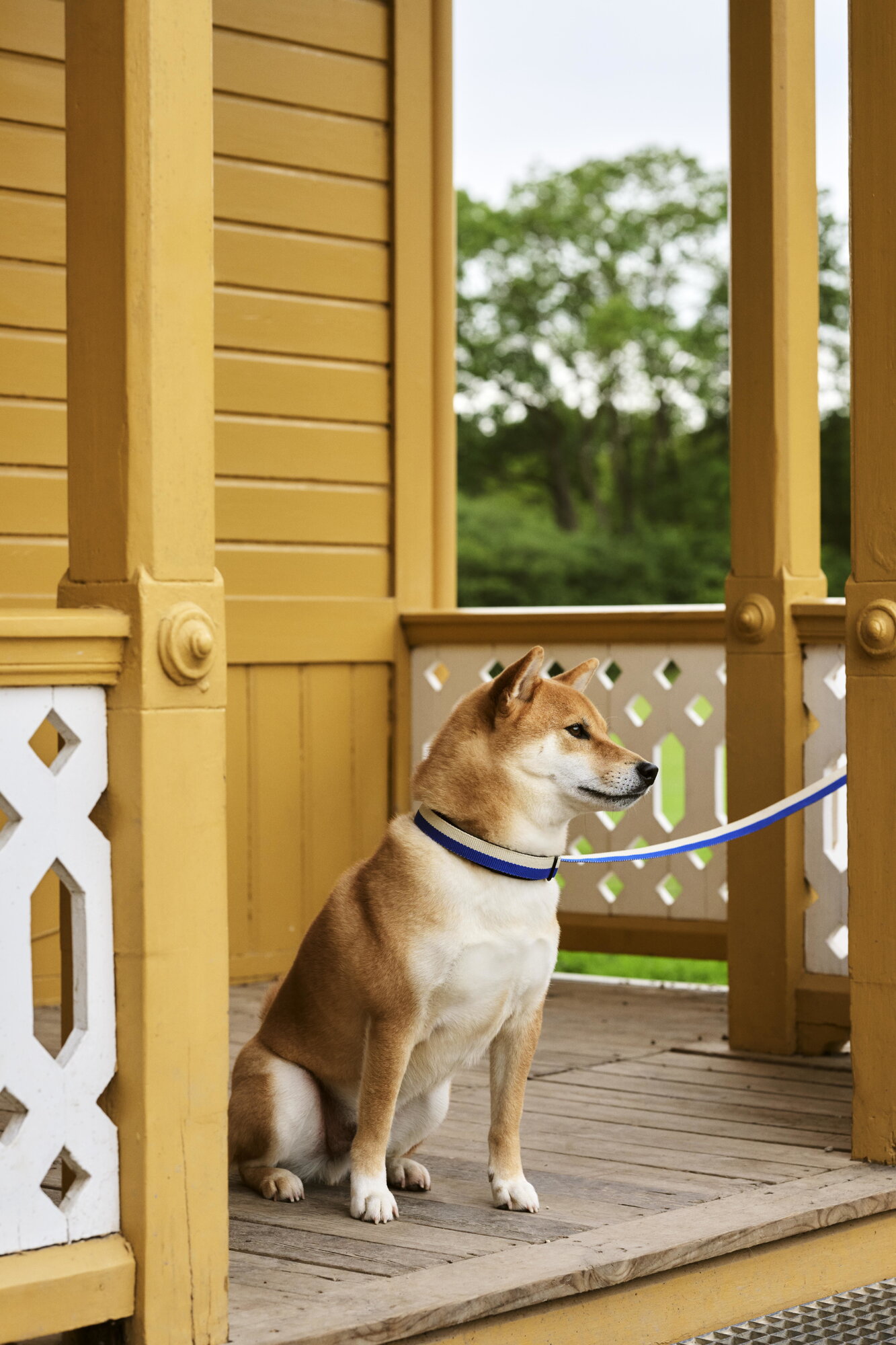 HAY Dogs leash, flat, M-L, blue - off-white | Finnish Design Shop