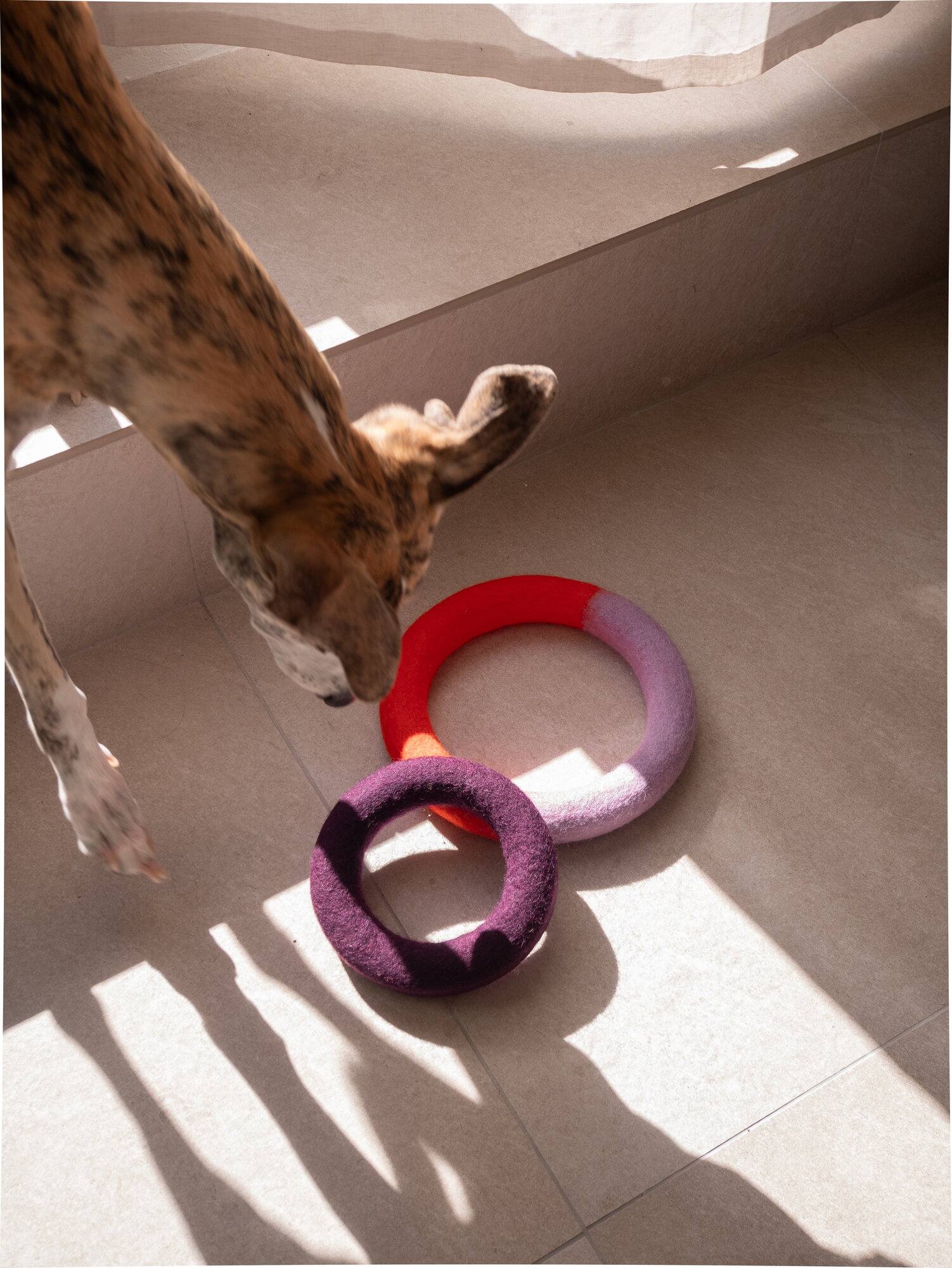 Masimalo Duo Circle dog toy, orange - purple | Finnish Design Shop