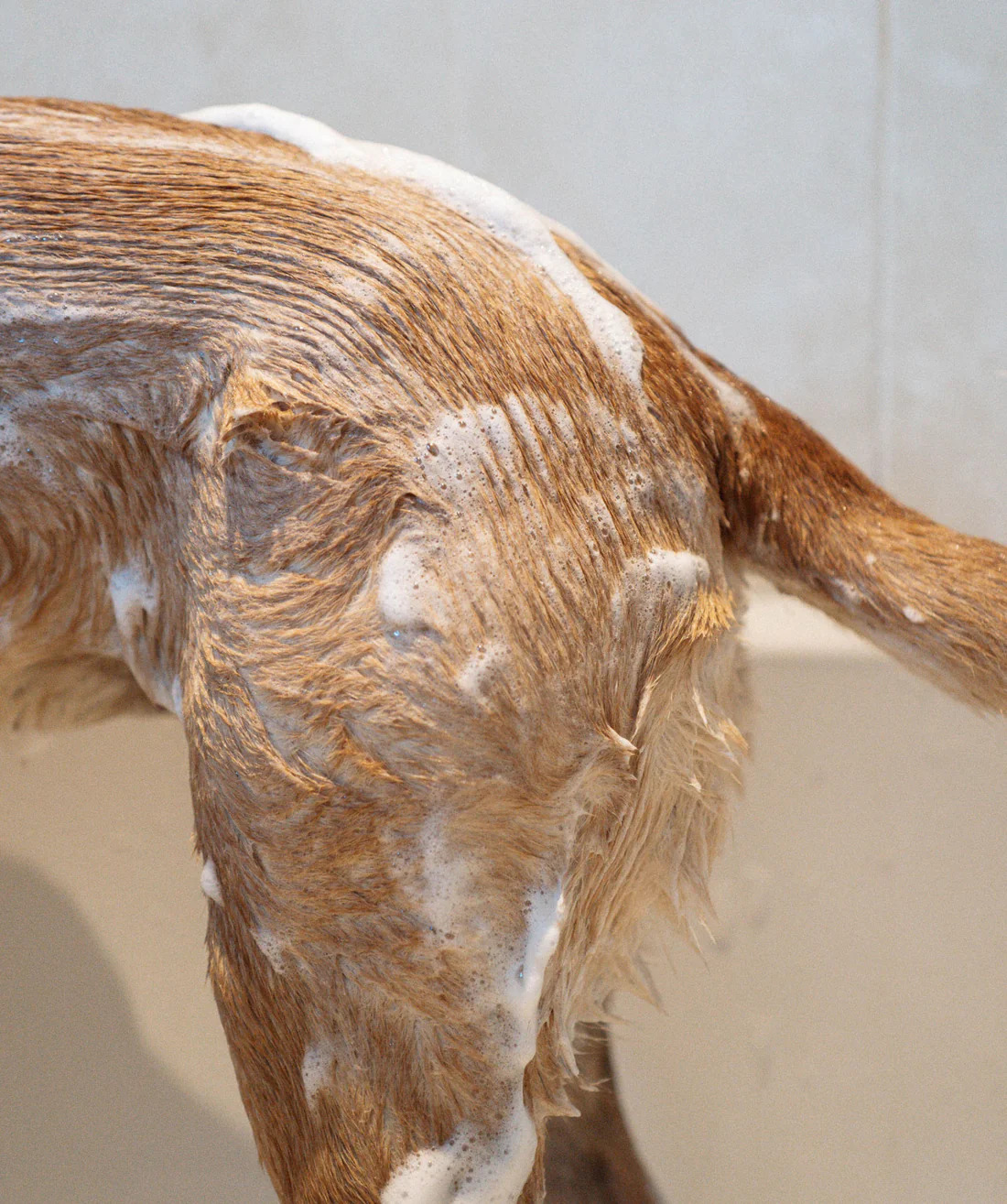 Masimalo Dog Shampoo, 250 ml, citrus - pine | Finnish Design Shop