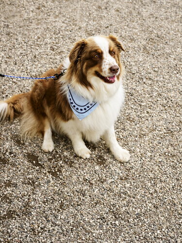 HAY Dogs scarf, 55 x 55 cm, light blue | Finnish Design Shop