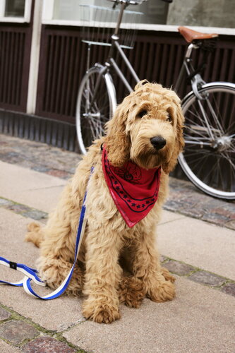 HAY Dogs scarf, 55 x 55 cm, red | Finnish Design Shop