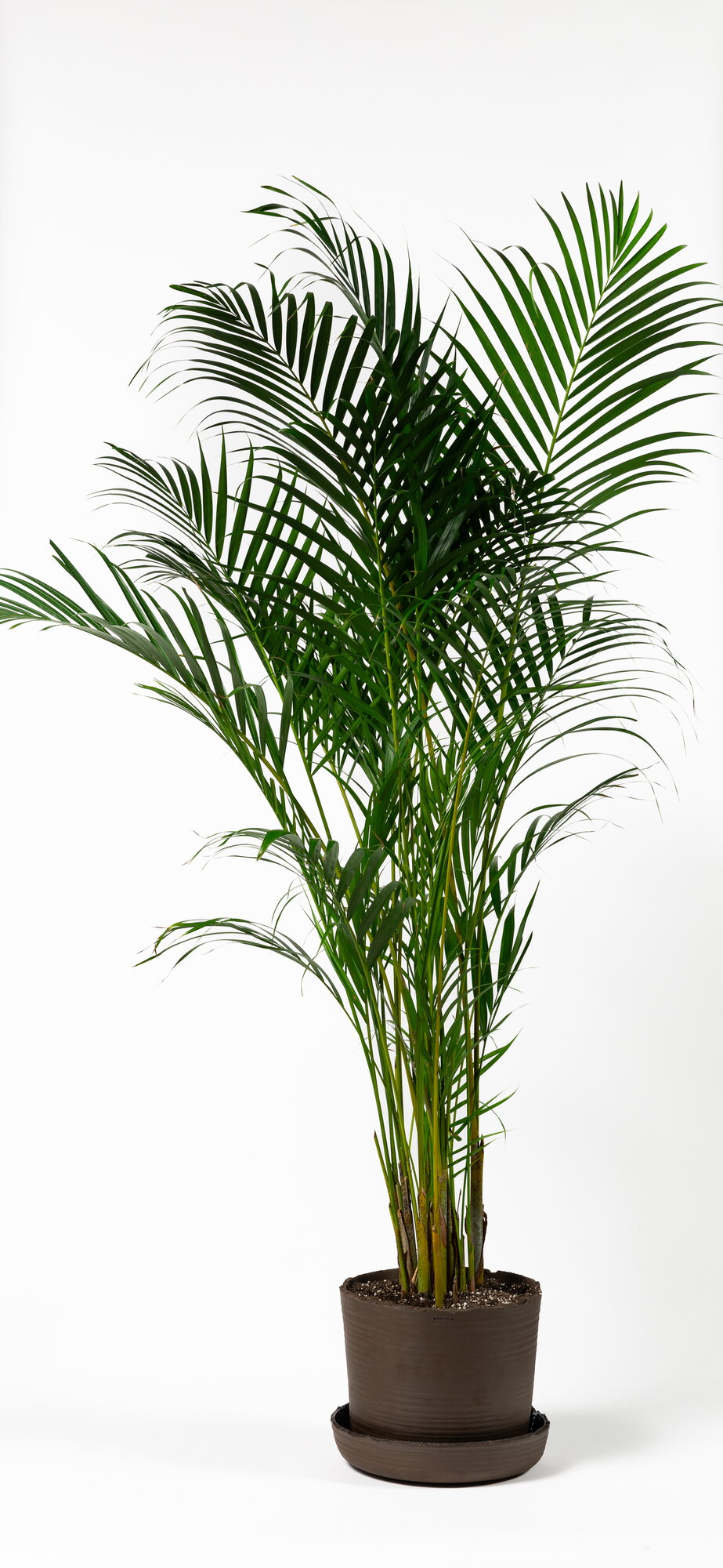 Vaidava Ceramics Soil pot with saucer, XXL, brown | Finnish Design Shop