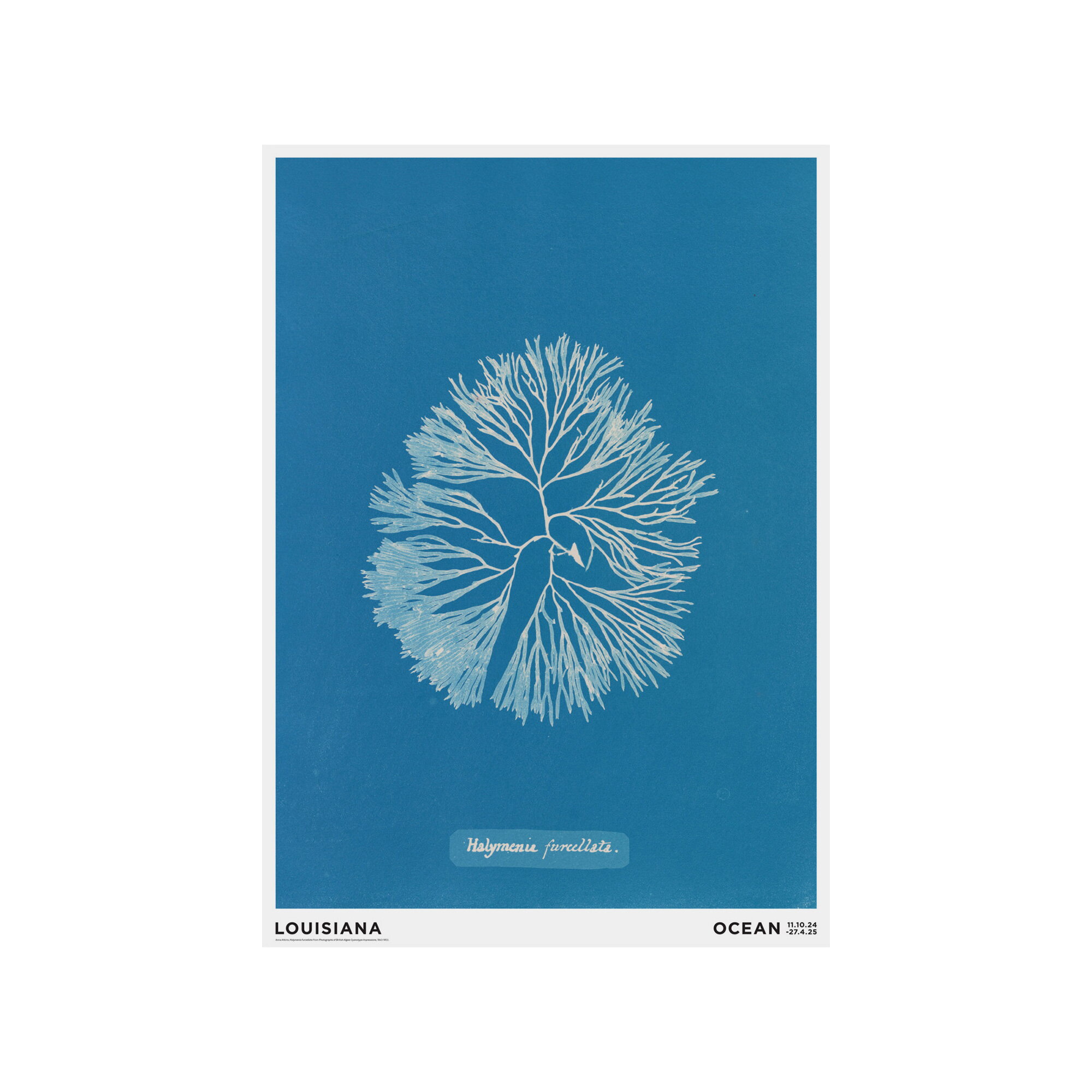 Louisiana Museum of Modern Art Anna Atkins - Halymenia furcelatta 1843 ...