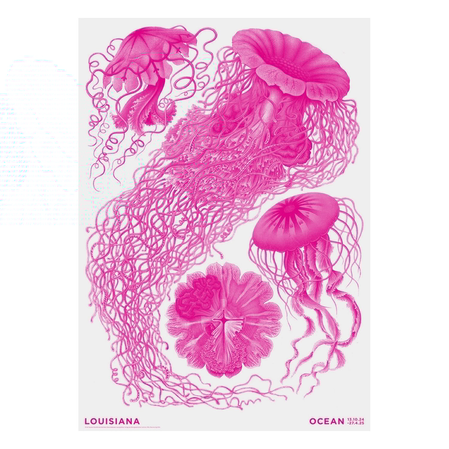 Louisiana Museum of Modern Art Haeckel - Discomedusae pink - Ocean 2024 ...